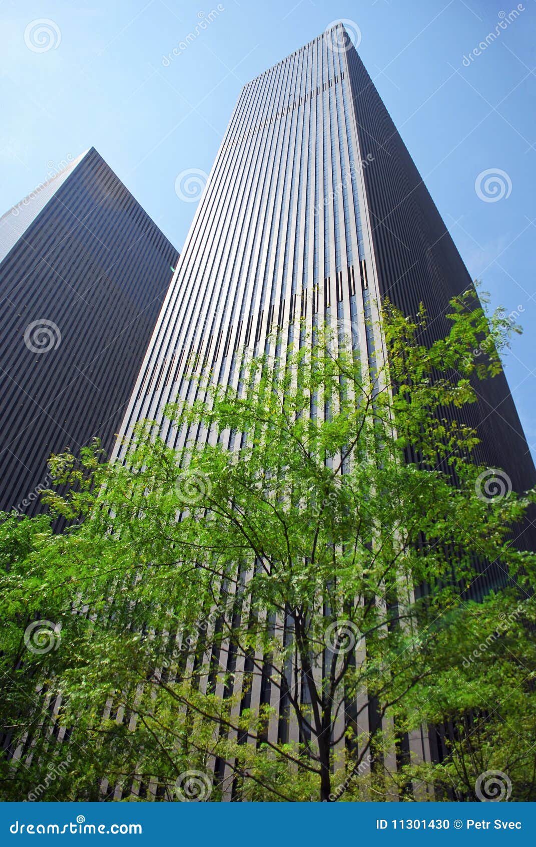 Skyscraper with a tree stock photo. Image of external - 11301430