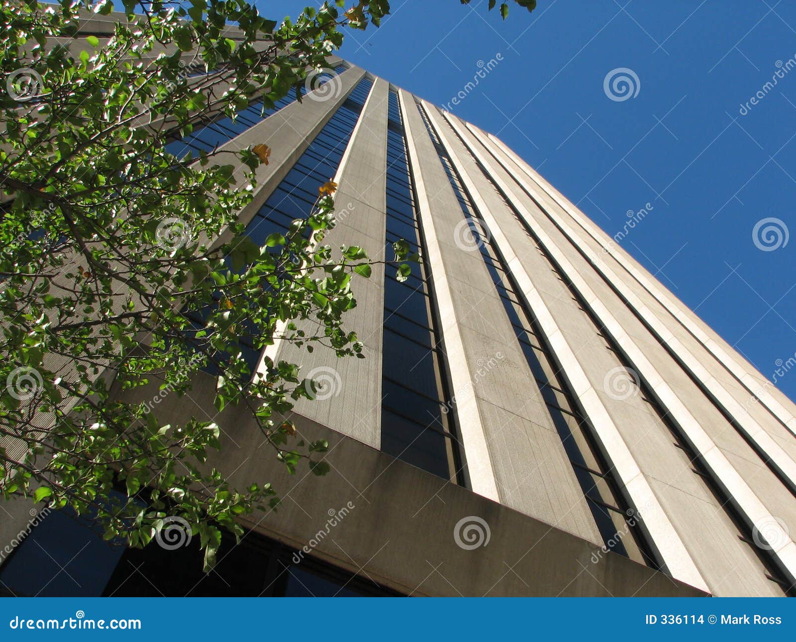 Skyscraper with Tree stock photo. Image of office, tree - 336114
