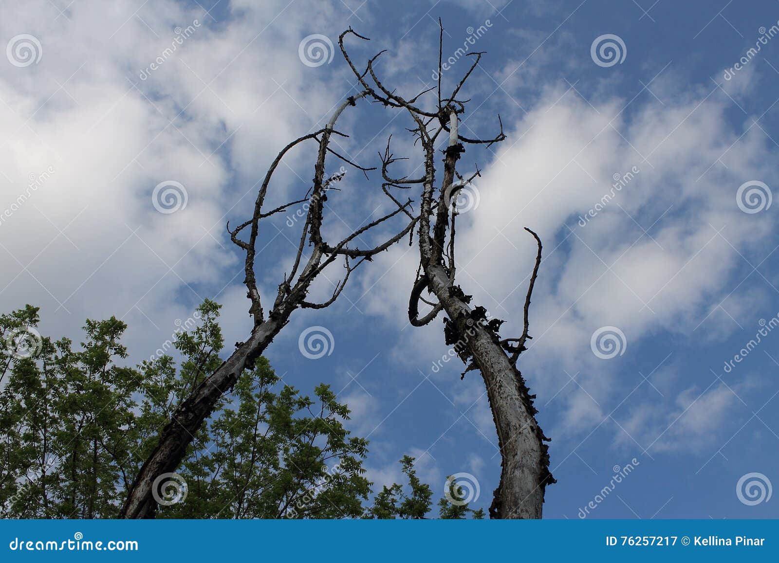 Skyview of dead trees stock image. Image of trees, skyview - 76257217