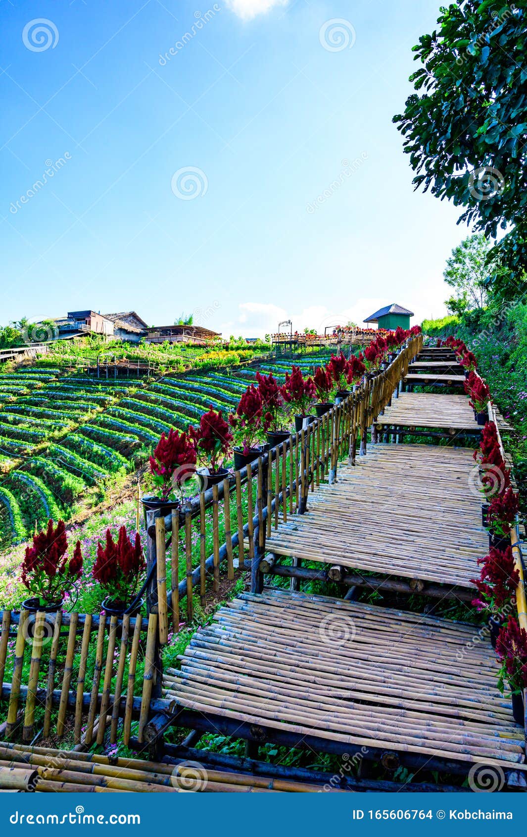 Skywalk with Beautiful Park at Mon Cham Stock Photo - Image of ...