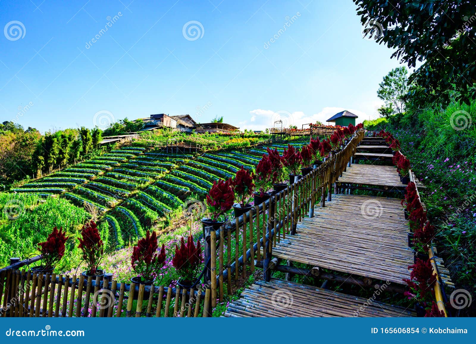 Skywalk with Beautiful Park at Mon Cham Stock Photo - Image of outdoor ...