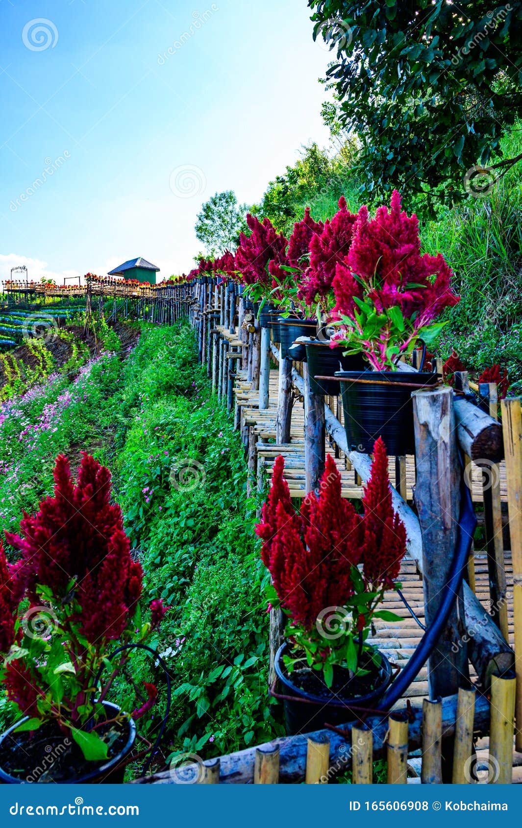 Skywalk with Beautiful Park at Mon Cham Stock Photo - Image of flower ...