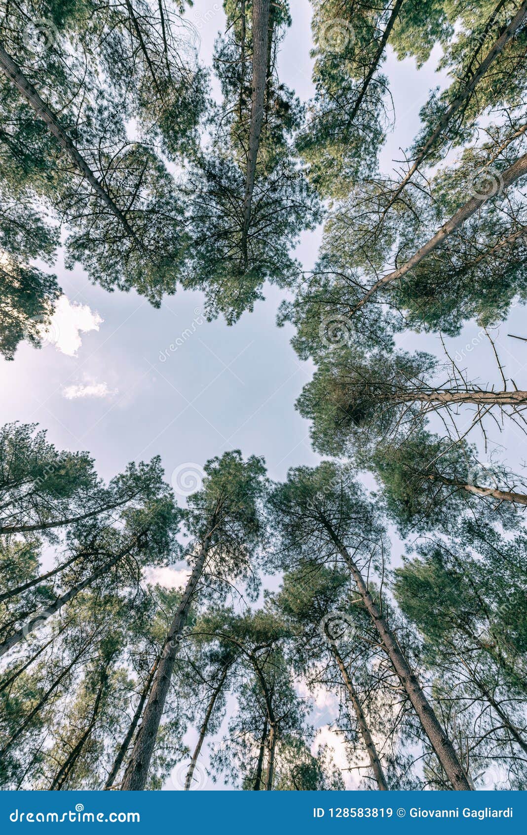 Tall Forest With Trail And Bright Dappled Light Royalty-Free Stock ...