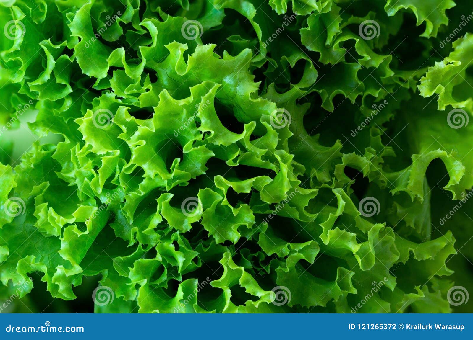 Sla stock foto. Image of achtergrond, voedsel, blad - 121265372