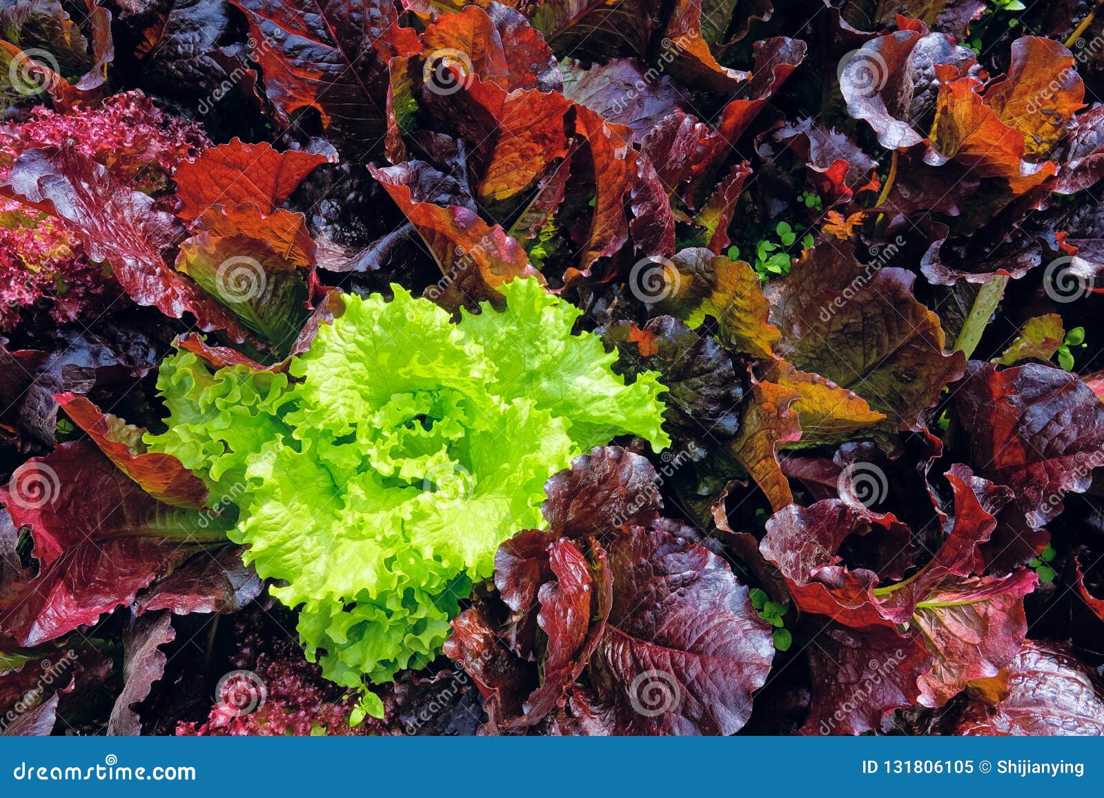 Sla stock afbeelding. Image of rood, bladeren, voedsel - 131806105