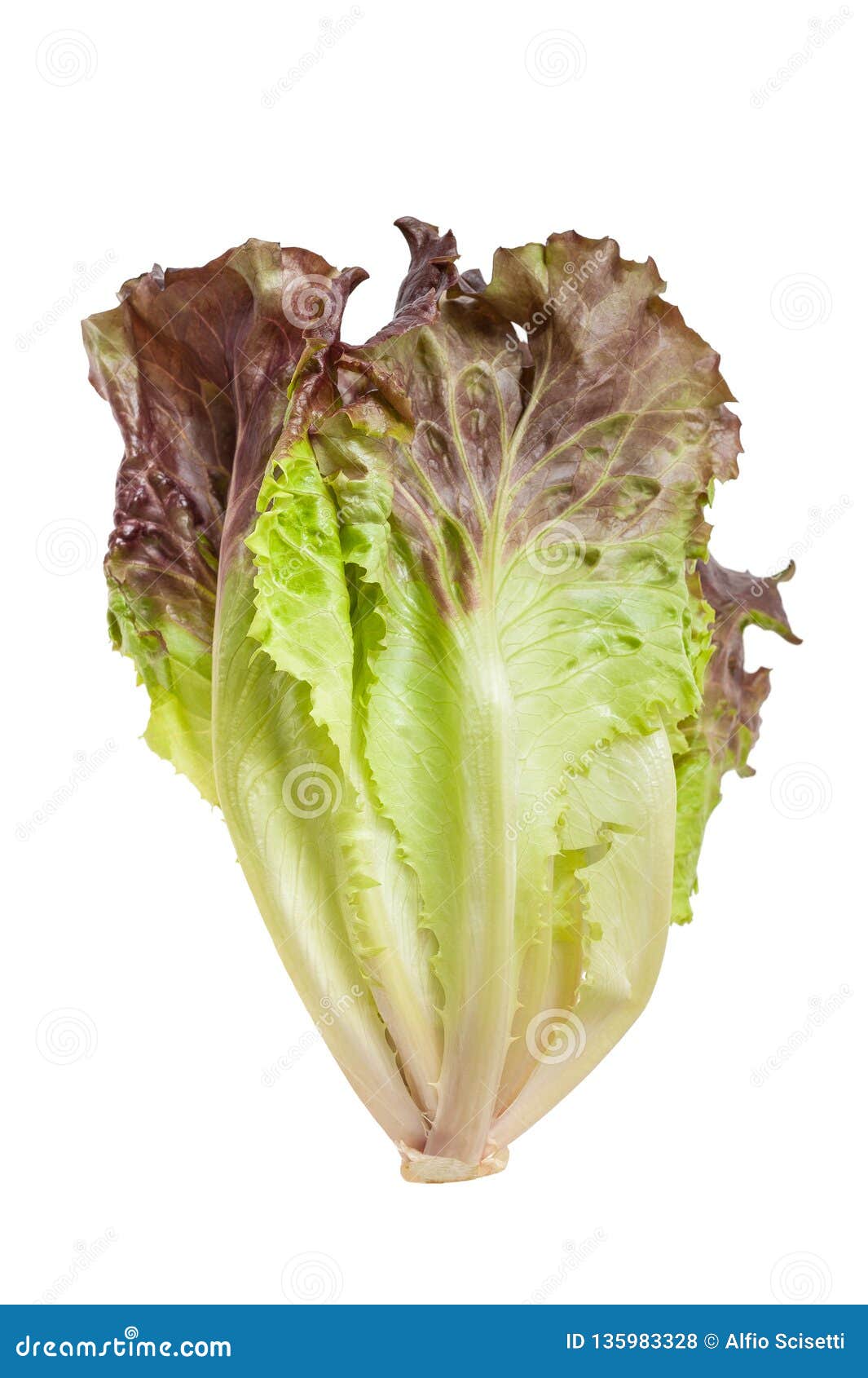 Sla stock foto. Image of biologie, kool, vers, hoofd - 135983328