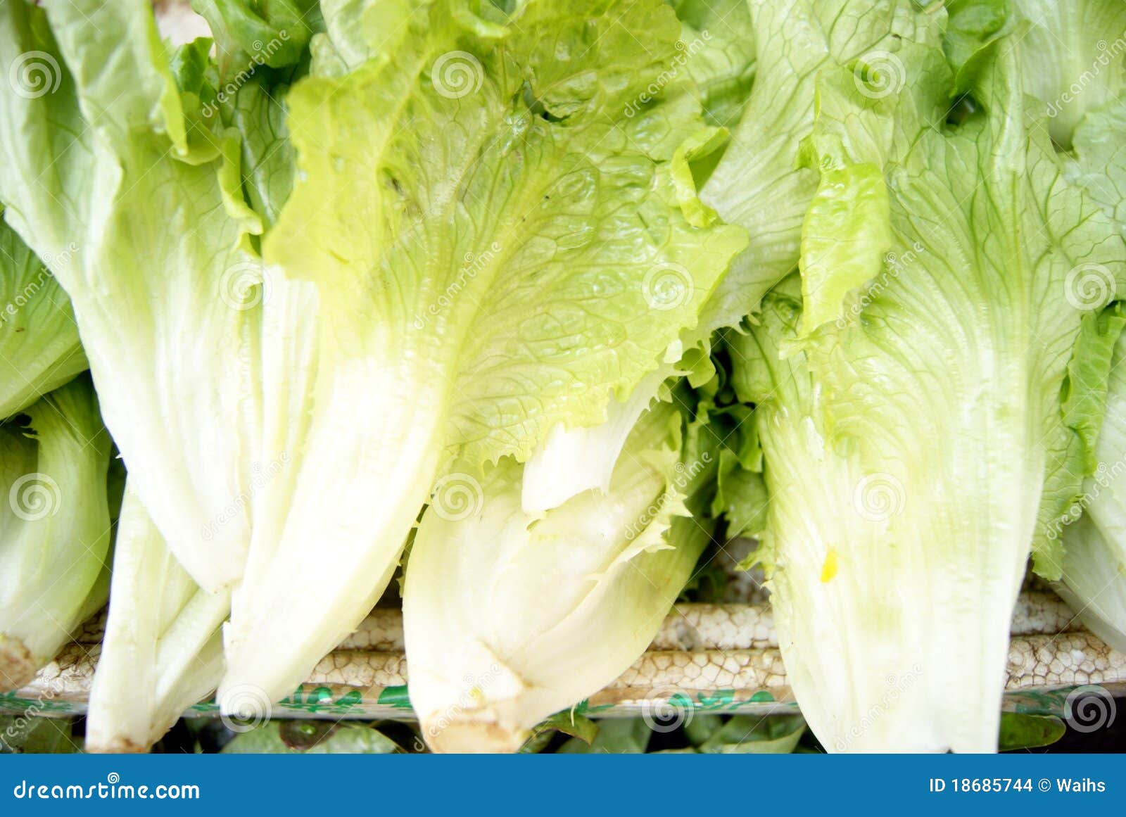 Sla stock foto. Image of groenten, bladeren, installaties - 18685744