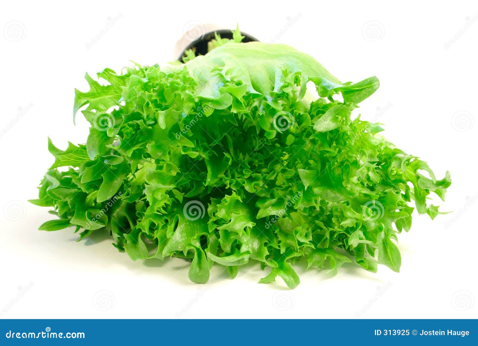 Sla stock afbeelding. Image of salade, groenen, plantaardig - 313925