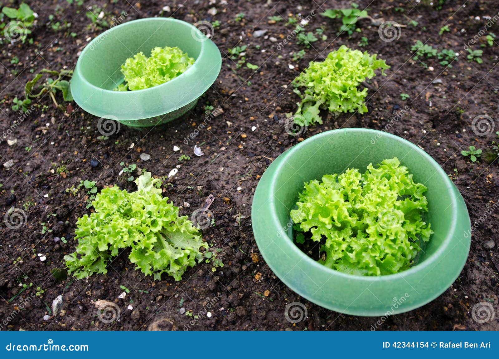 Sla stock foto. Image of beta, vezel, tuinbouw, sterk - 42344154