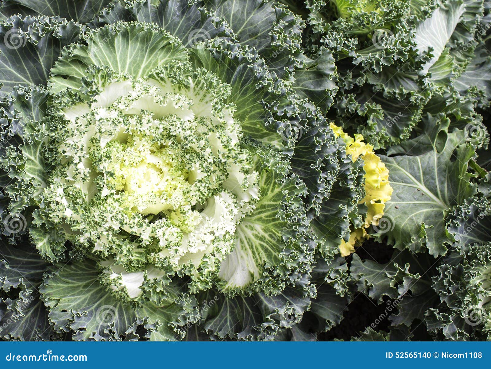 Sla stock foto. Image of tuin, macro, gezond, naughty - 52565140