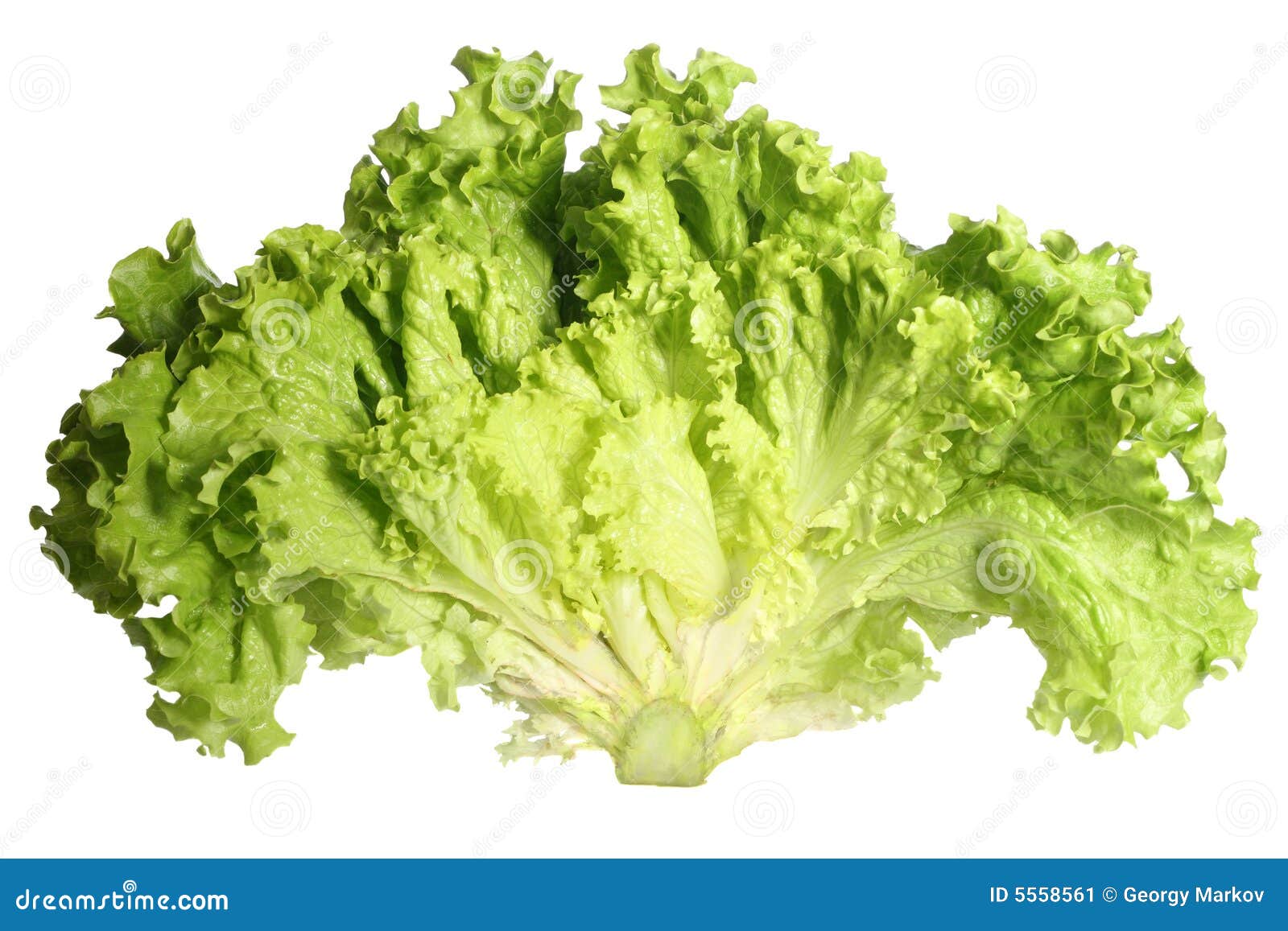 Sla stock afbeelding. Image of plantaardig, eetbaar, gezond - 5558561