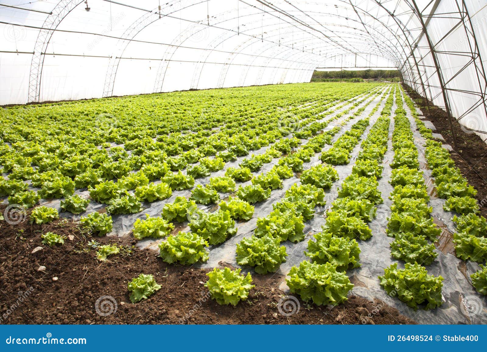 Sla in een broeikas stock foto. Image of groei, serre - 26498524