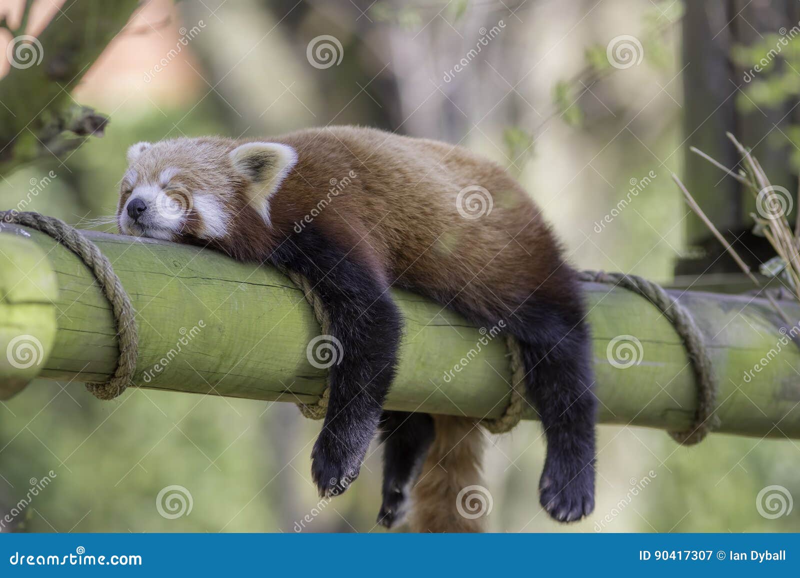 Slaap Rode Panda Grappig Leuk Dierlijk Beeld Stock Afbeelding - Image ...