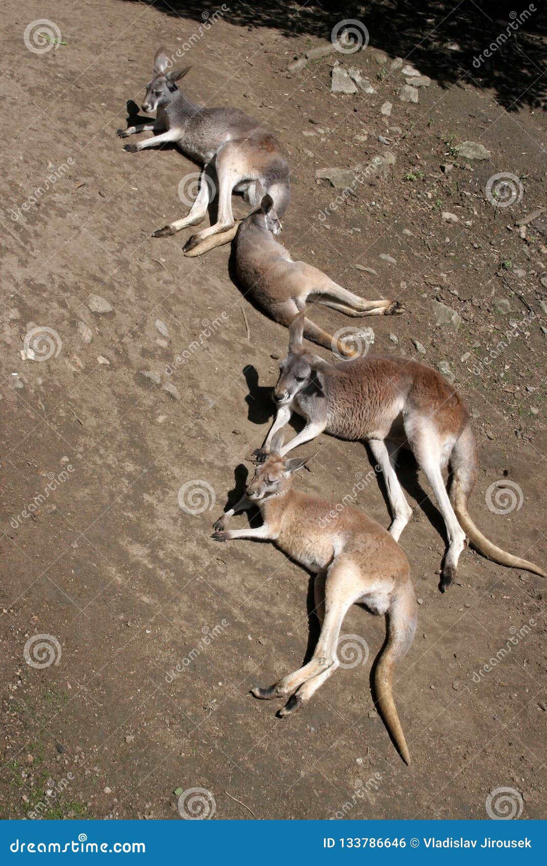 Slaapgroep, Rode Kangoeroe, Megaleia-rufa Stock Foto - Image of ...