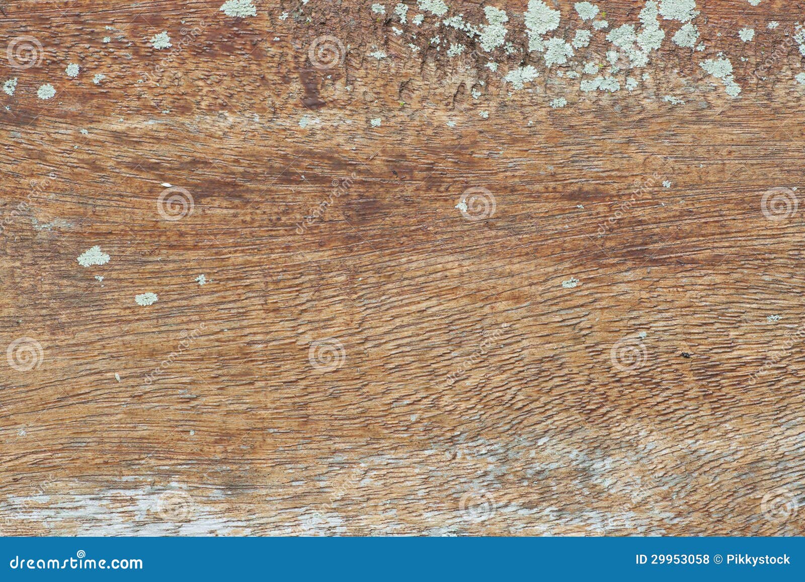 Old slab with lichens stock photo. Image of rough, lichen - 29953058