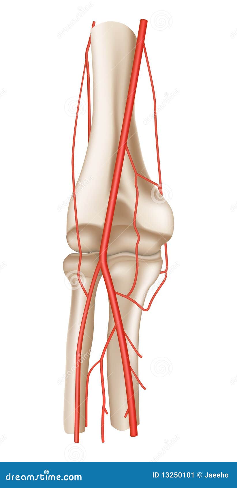 Slagader vector illustratie. Illustration of straal, elleboog - 13250101