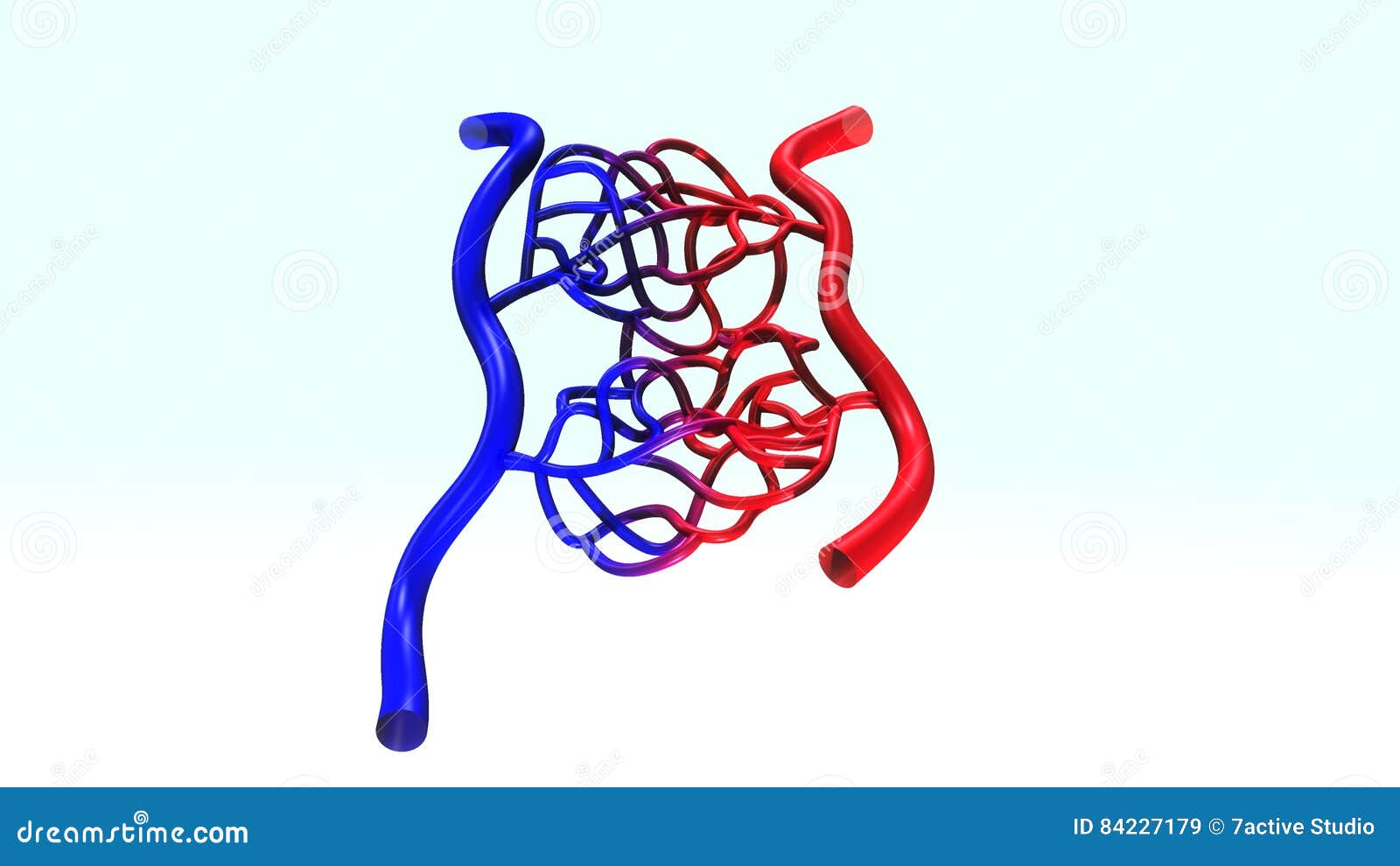 Slagader & Aderclose-up stock illustratie. Illustration of lichaam ...