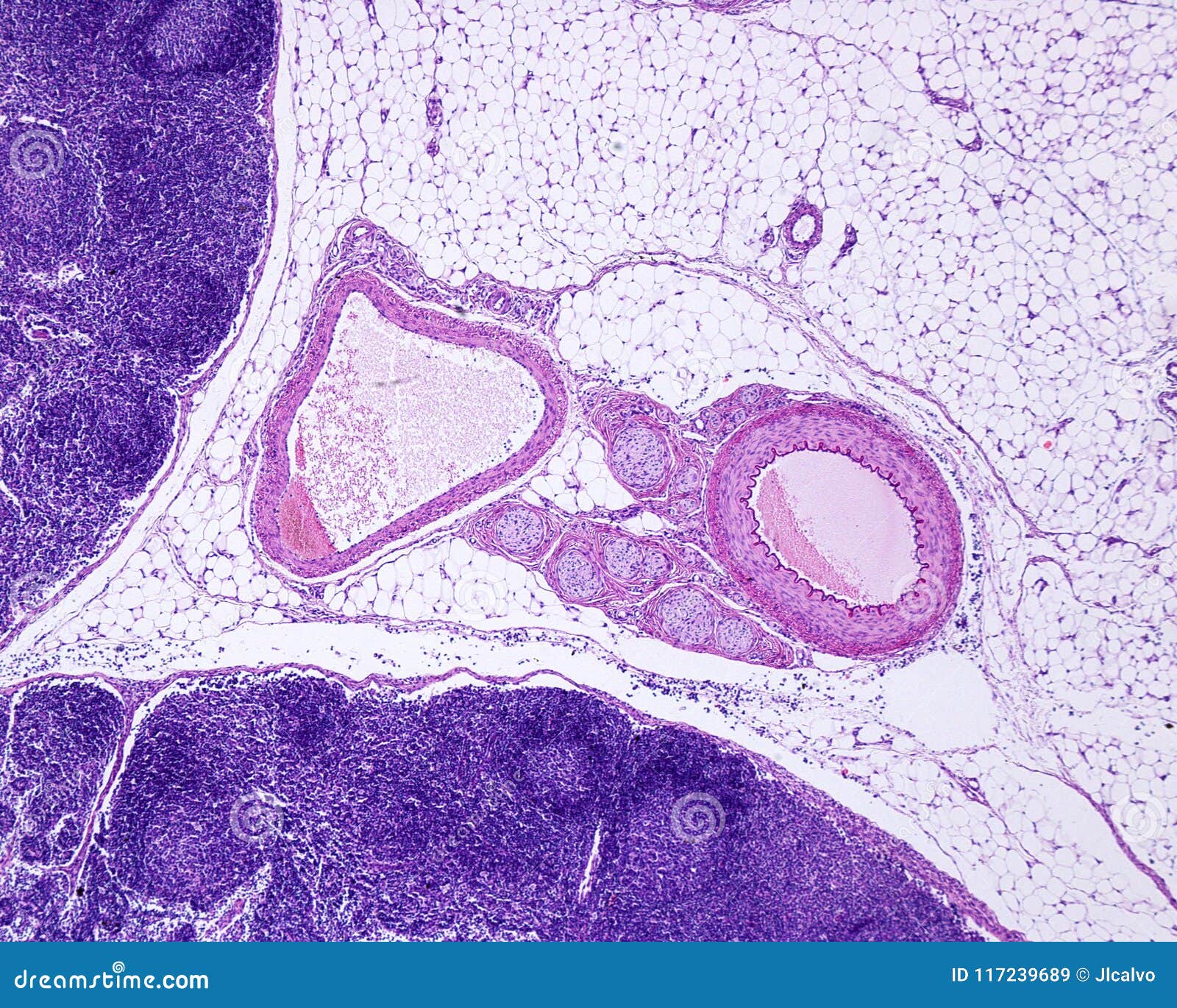 Slagader en ader stock afbeelding. Image of slagader - 117239689