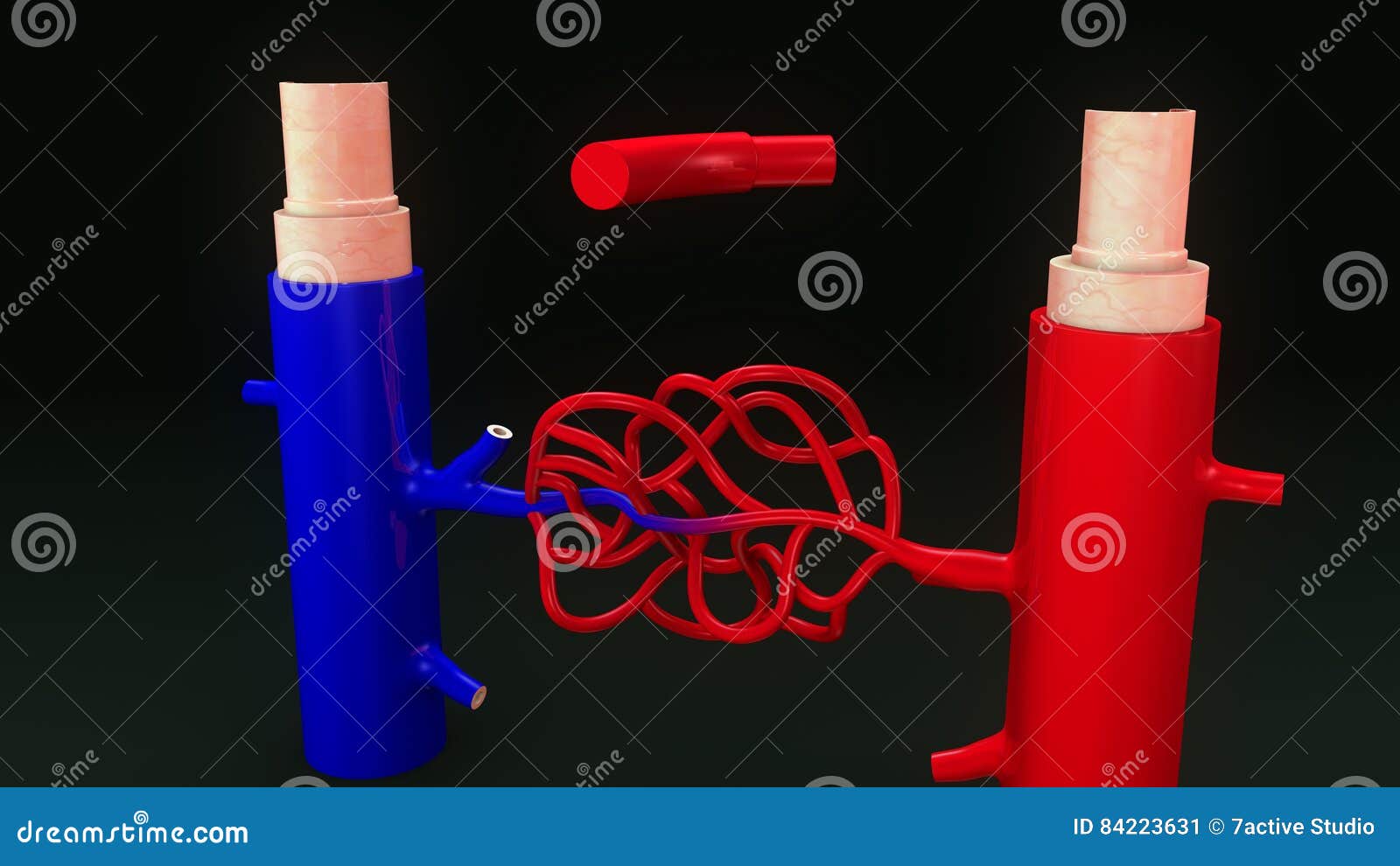 Slagader En Aderts Achtermening Stock Afbeelding - Image of circulatie ...