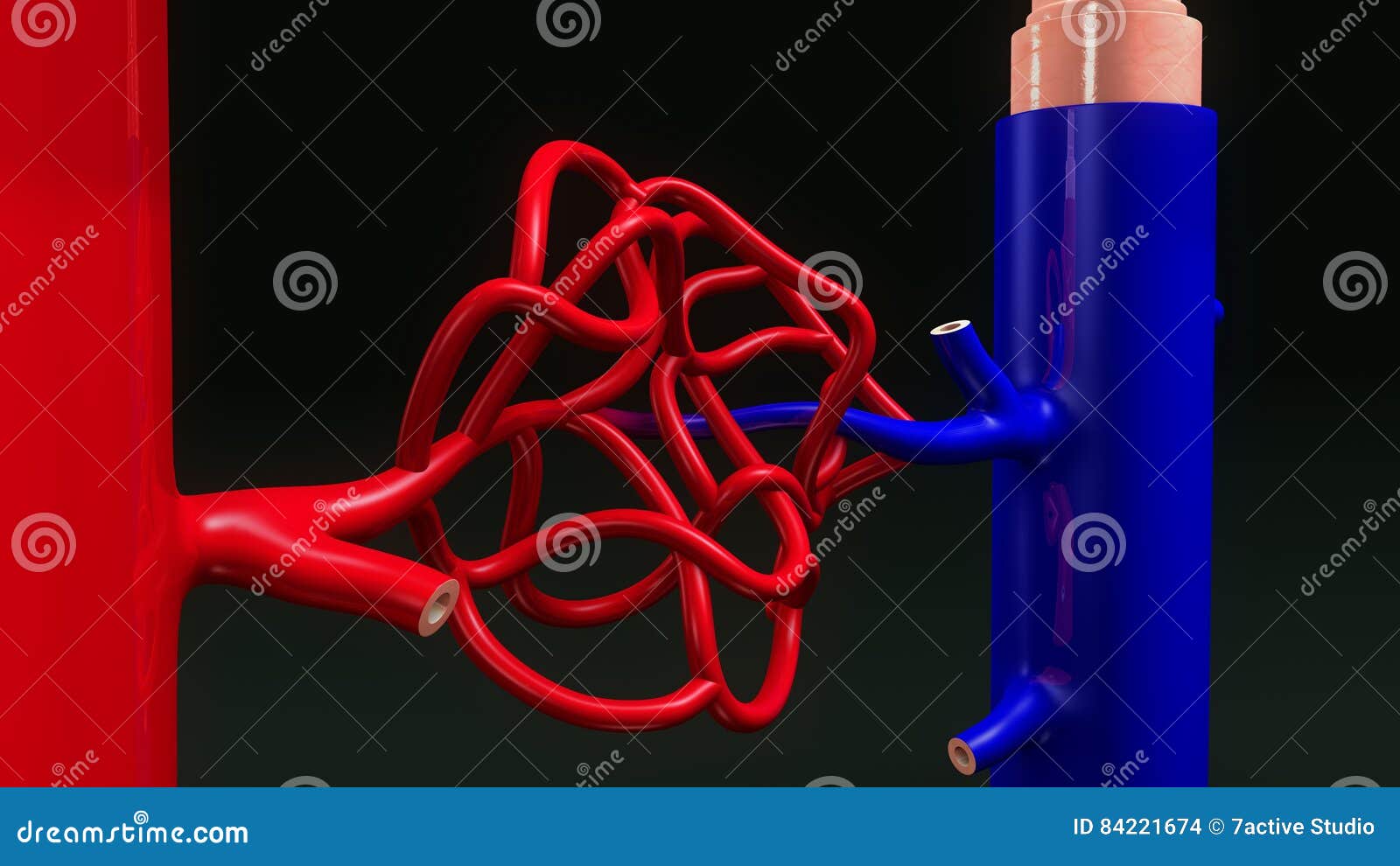 Slagader En Aderts Close-upmening Stock Illustratie - Illustration of ...