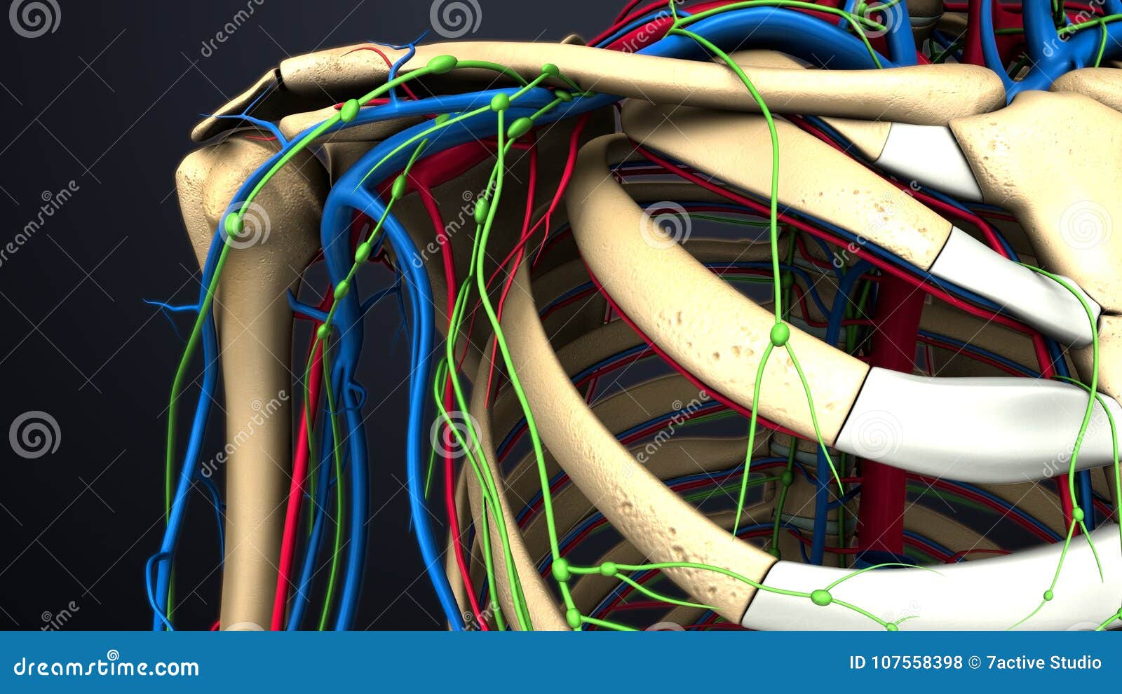 Slagaders, Aders En Lymfeknopen Bij Schouderblad Stock Illustratie ...