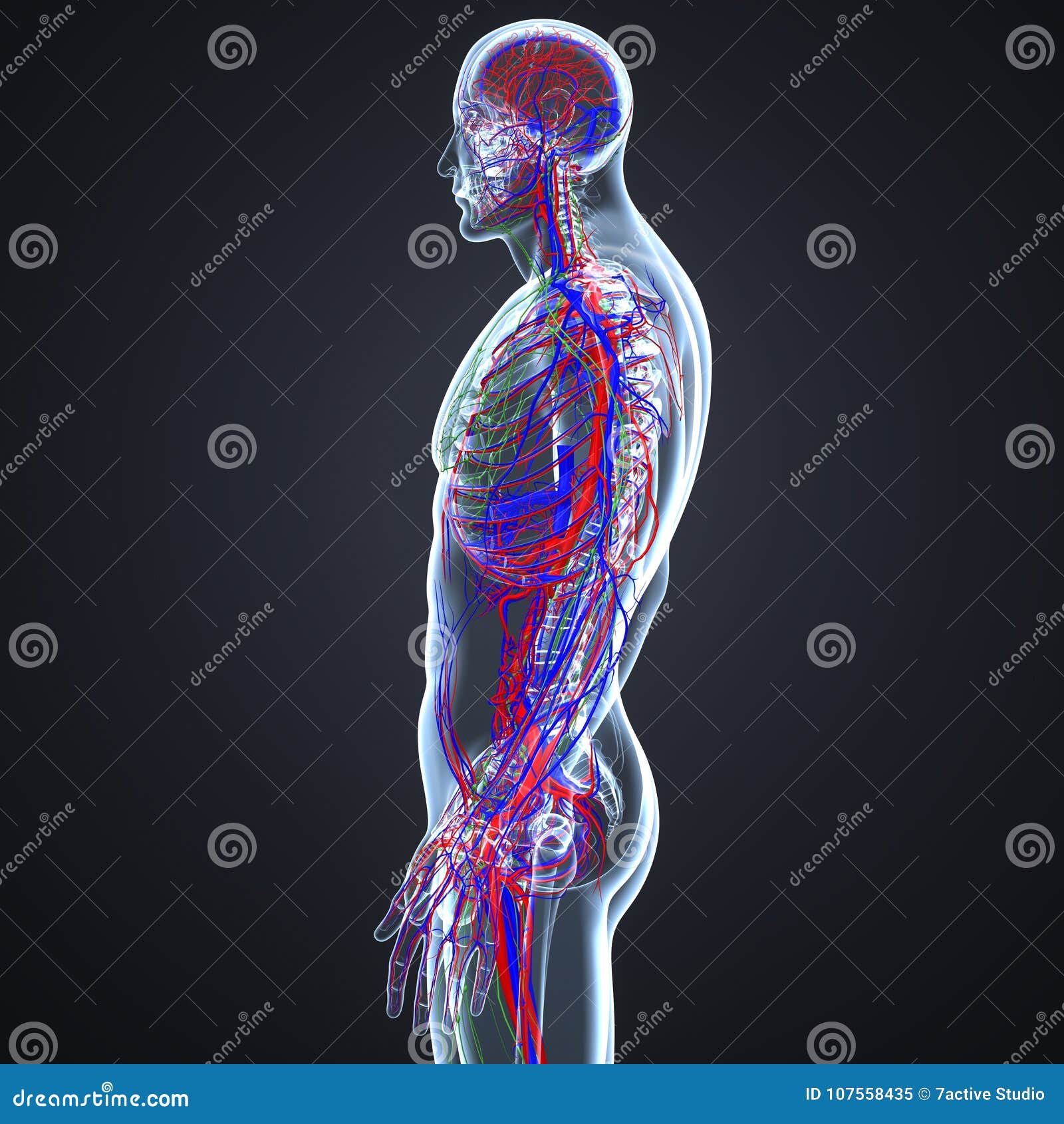 Slagaders, Aders En Lymfeknopen Met Skeletlichaam Stock Illustratie ...