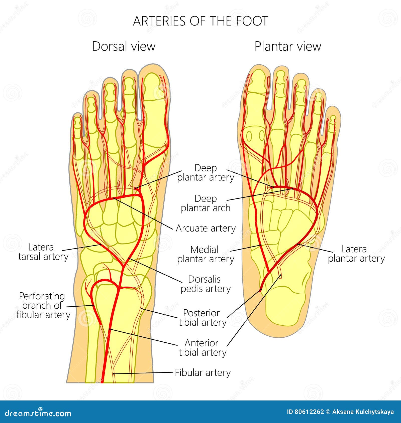 Slagaders van de voet vector illustratie. Illustration of lidmaat ...