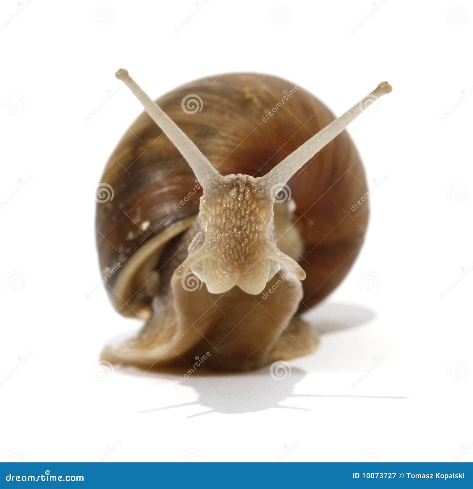 Slak stock afbeelding. Image of dier, slijm, hoornen - 10073727