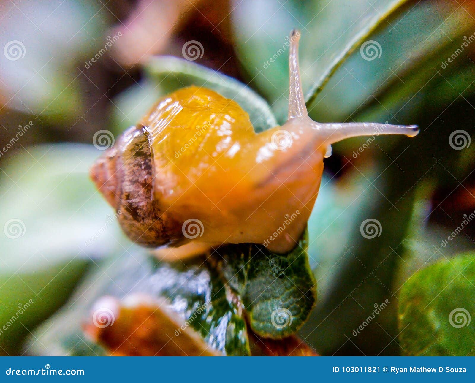 Slak stock afbeelding. Image of zacht, schelp, schepsel - 103011821