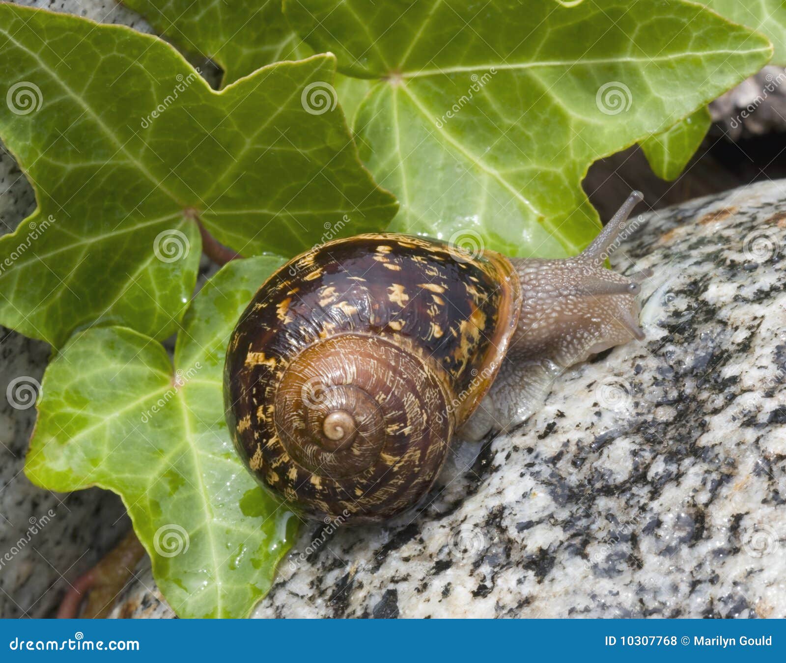 Slak Picture. Image: 10307768