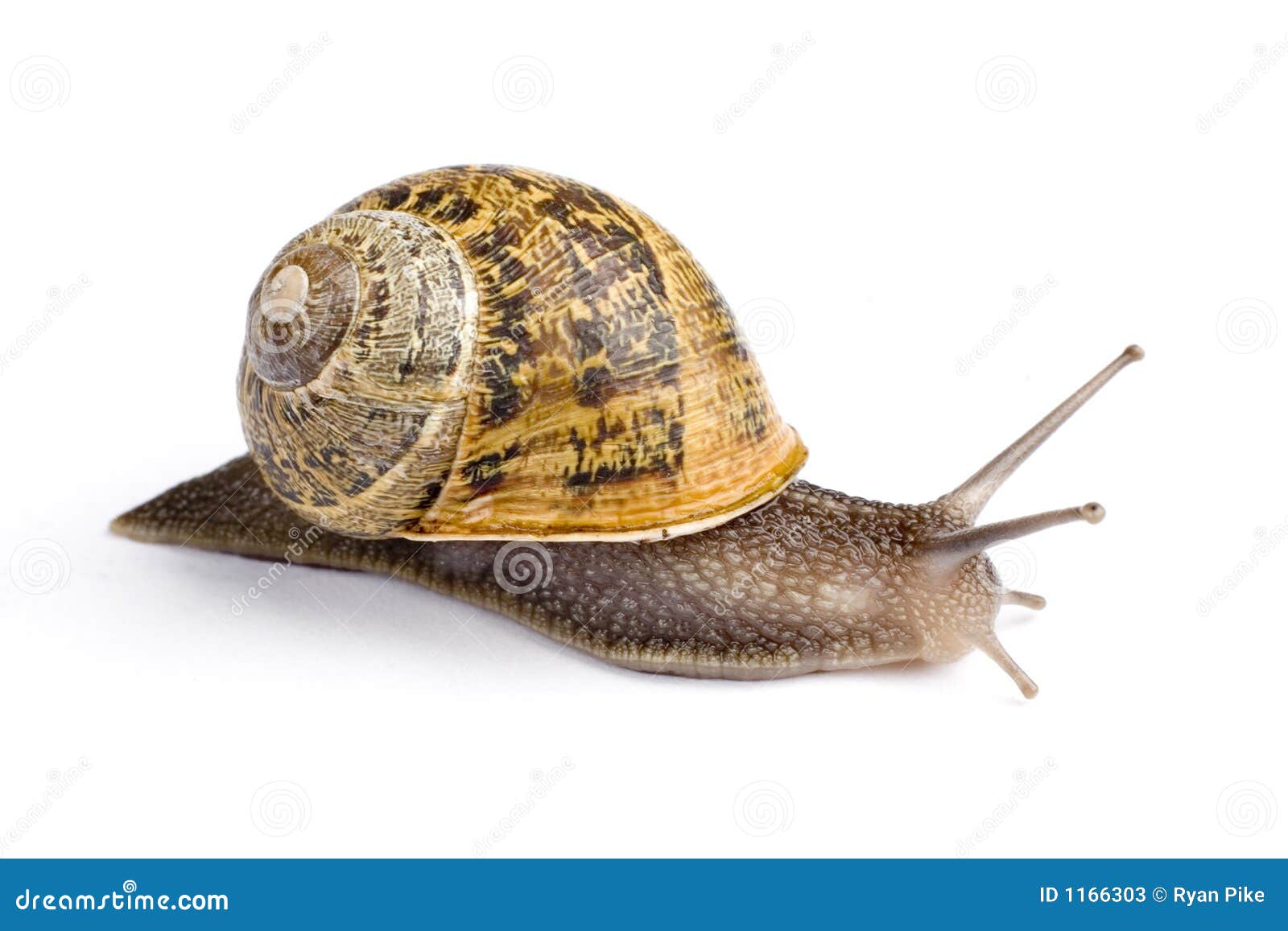 Slak stock afbeelding. Image of geïsoleerd, traag, zacht - 1166303