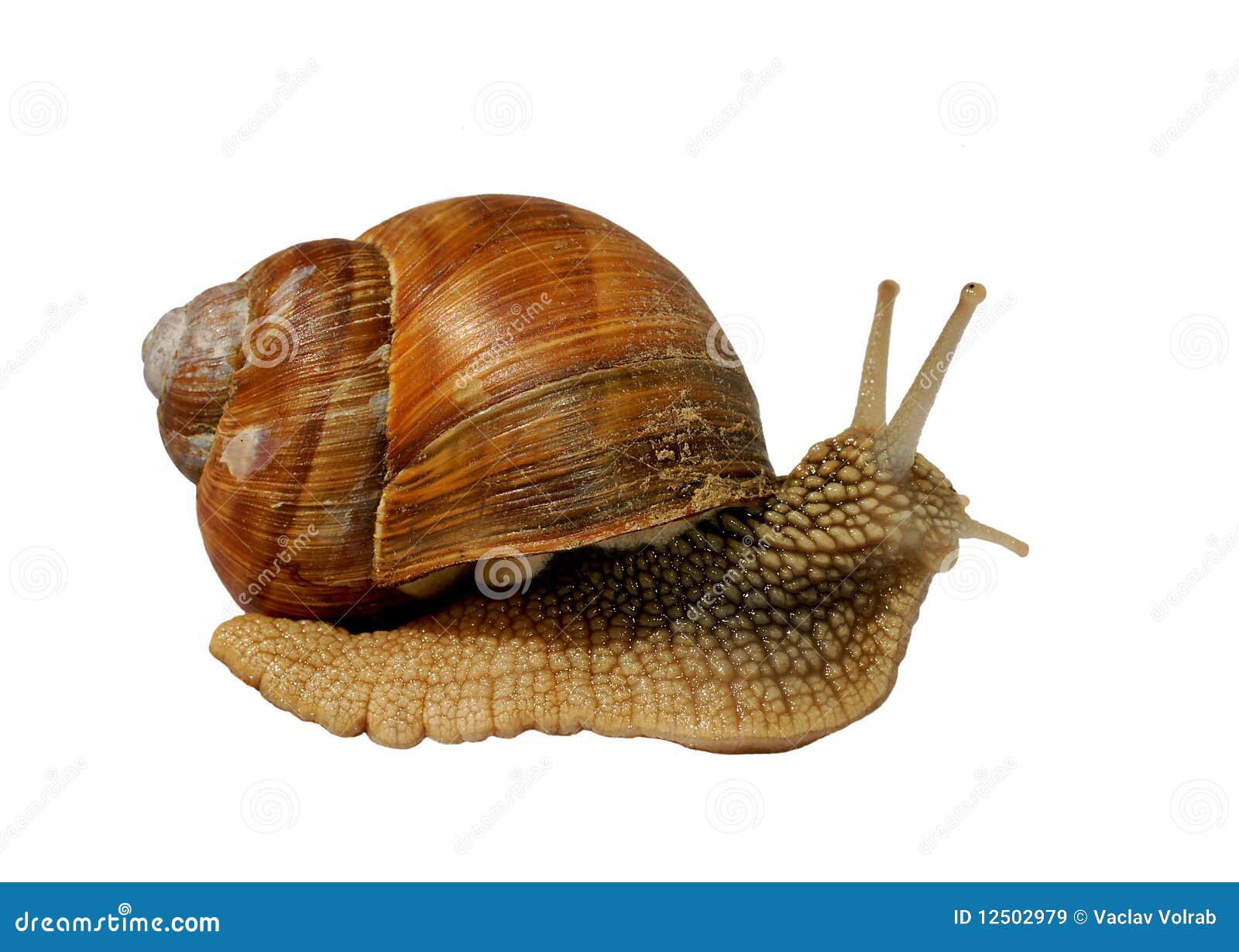 Slak stock afbeelding. Image of dier, macro, slijm, frans - 12502979