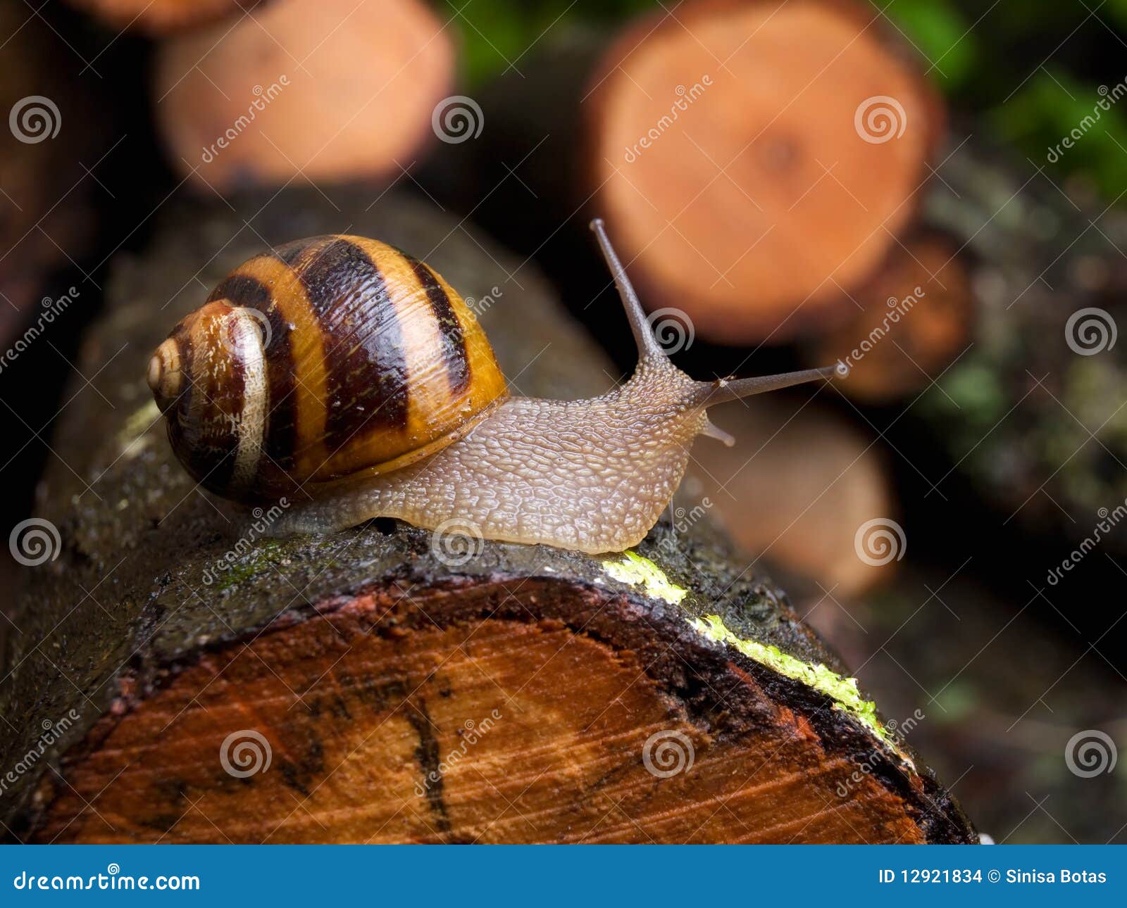 Slak stock foto. Image of milieu, schroef, voedsel, dier - 12921834