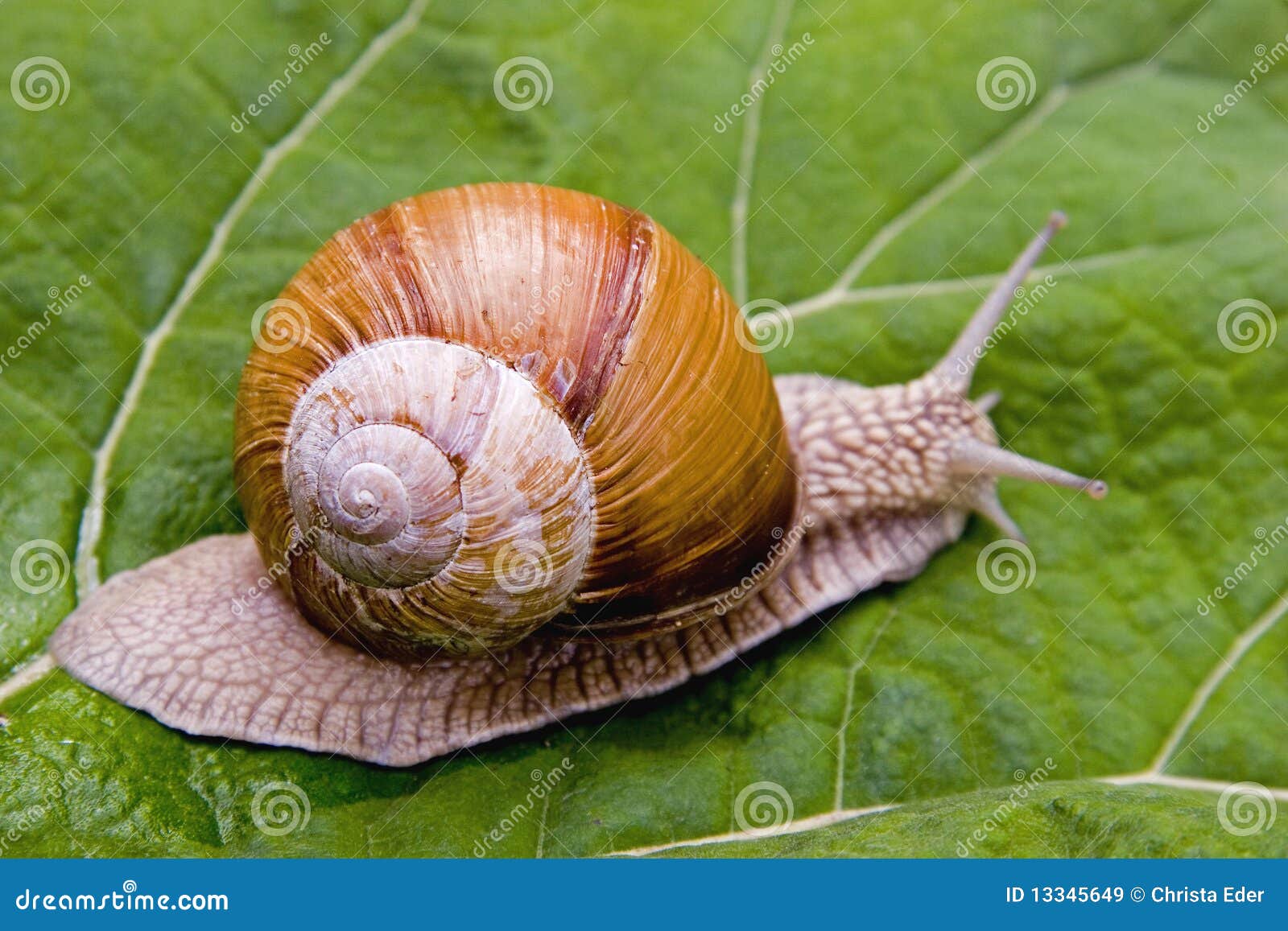 Slak stock afbeelding. Image of weiden, slak, macro, weekdieren - 13345649