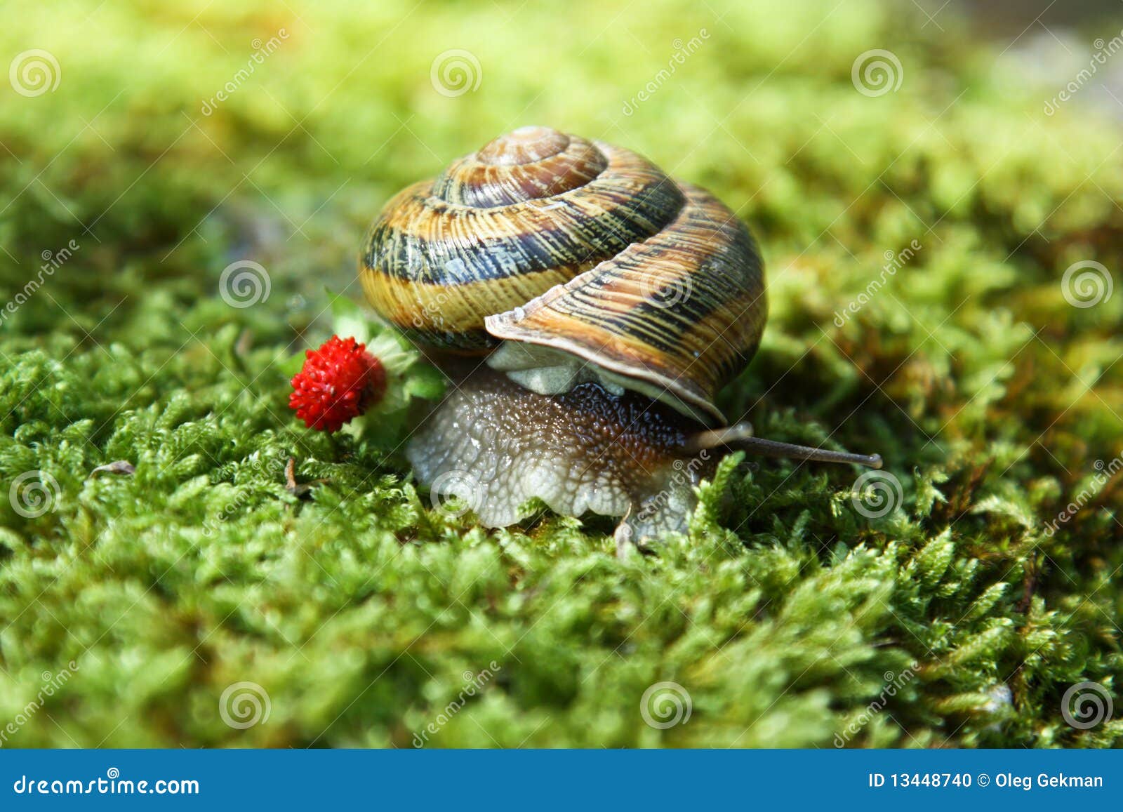 Slak stock foto. Image of kroeg, frans, tuinieren, kruipen - 13448740