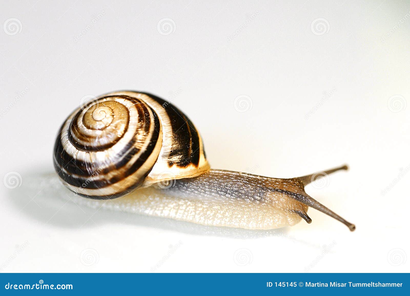 Slak Picture. Image: 145145