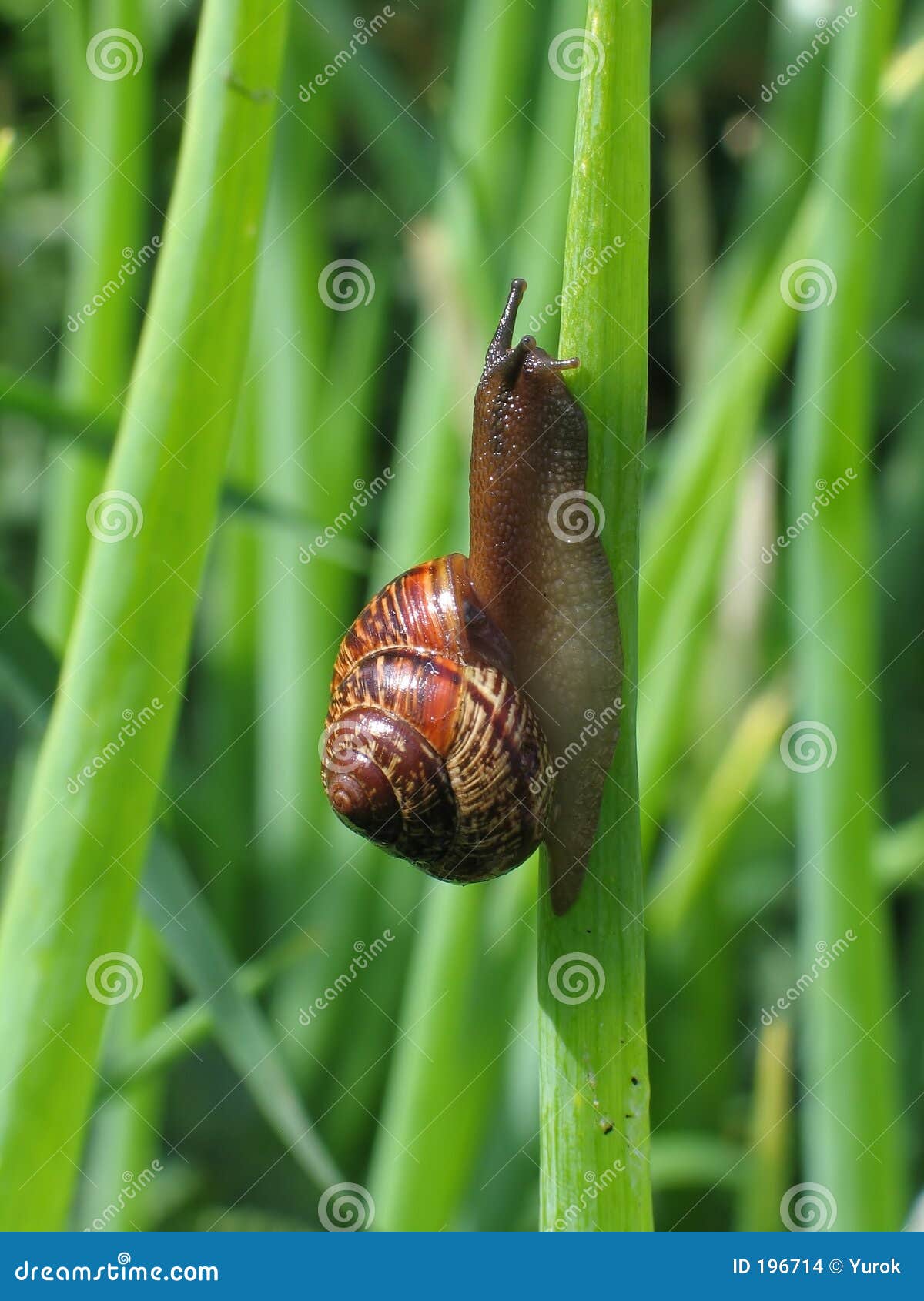 Slak stock foto. Image of gedetailleerd, beweging, licht - 196714