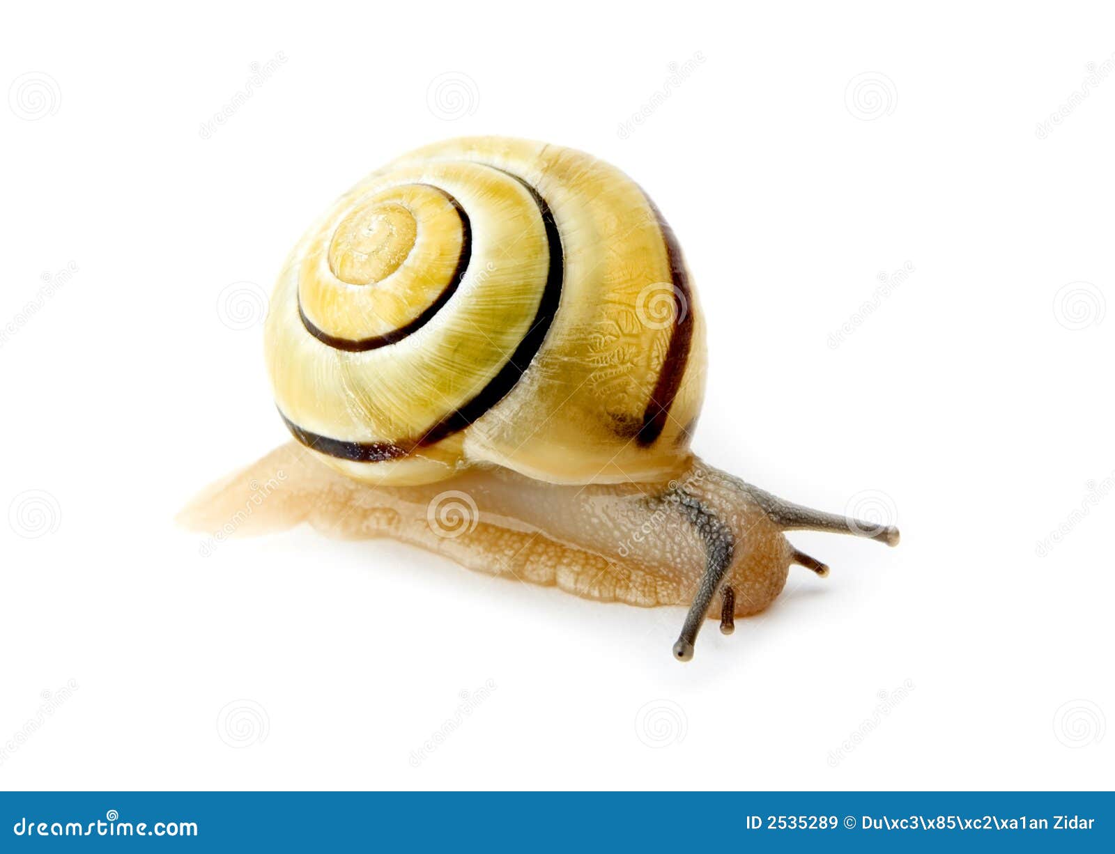 Slak stock afbeelding. Image of kruipen, ongedierte, traag - 2535289