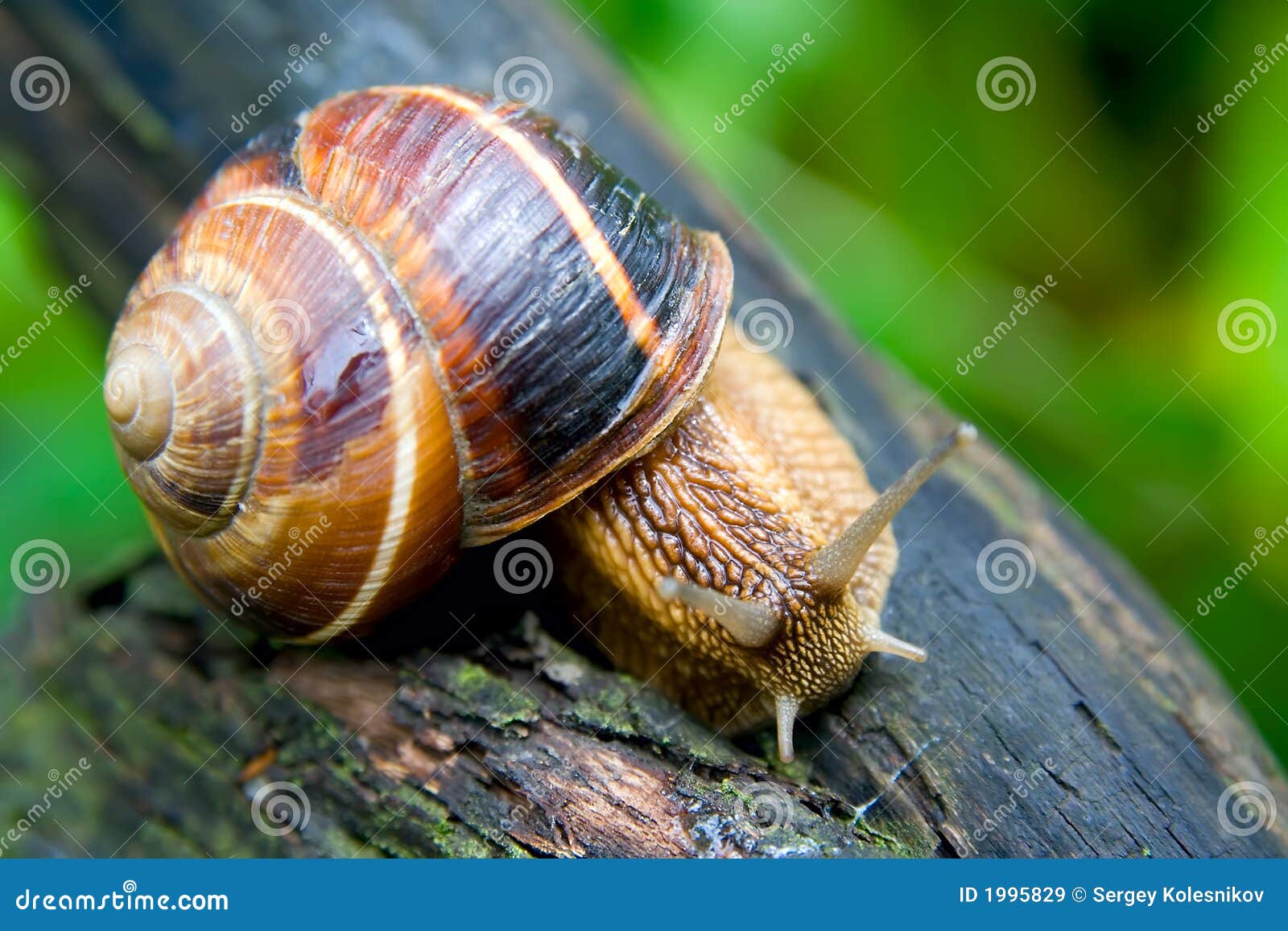 Slak 3 stock afbeelding. Image of naughty, tuin, biologie - 1995829