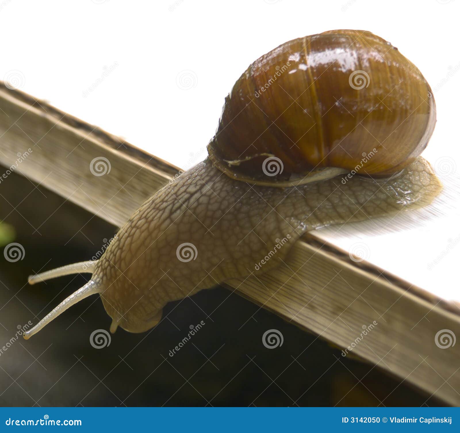 Slak 3 van de wijnstok stock foto. Image of snelheid, fauna - 3142050