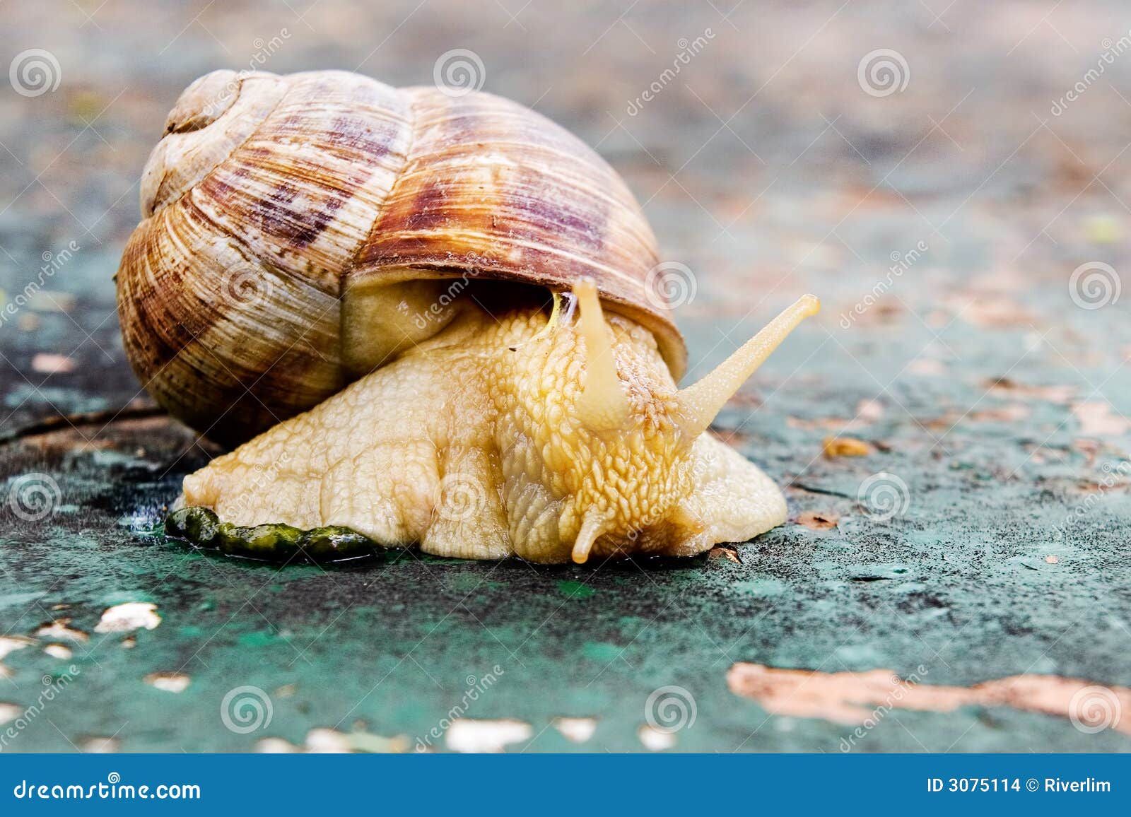 Slak stock foto. Image of schelp, slijm, weekdier, bruin - 3075114