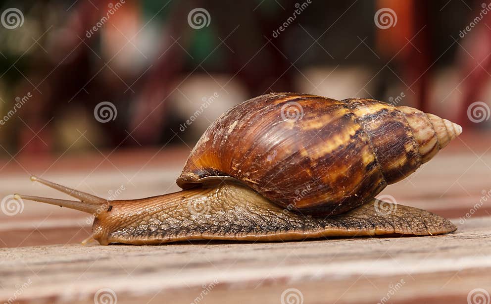 Slak stock afbeelding. Image of langzaam, karper, gang - 41399099