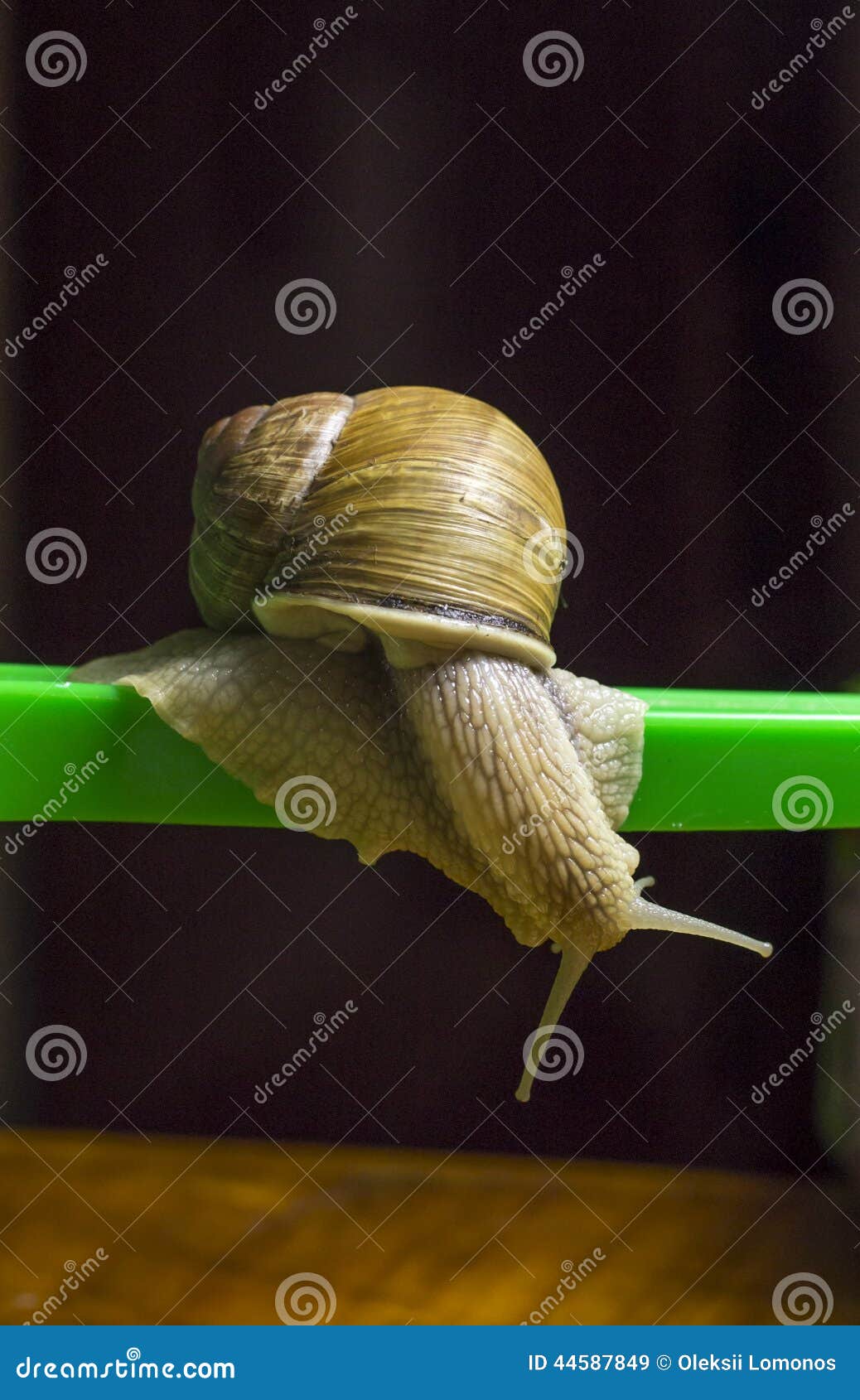 Slak stock afbeelding. Image of spiraal, traagheid, kleverig - 44587849