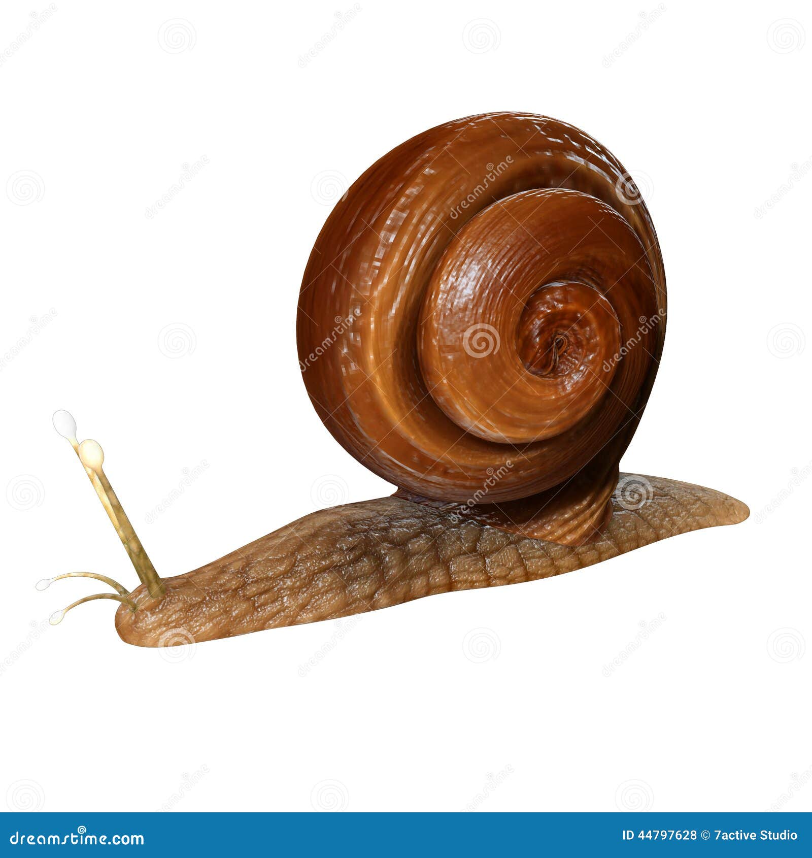 Slak stock foto. Image of slijmerig, sluit, naaktslak - 44797628