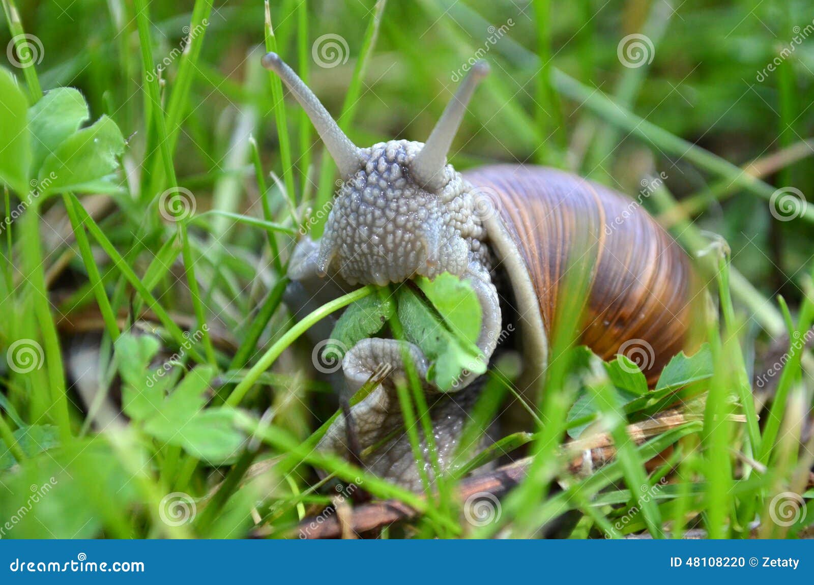 Slak stock foto. Image of ongedierte, eten, schroef, druppeltjes - 48108220