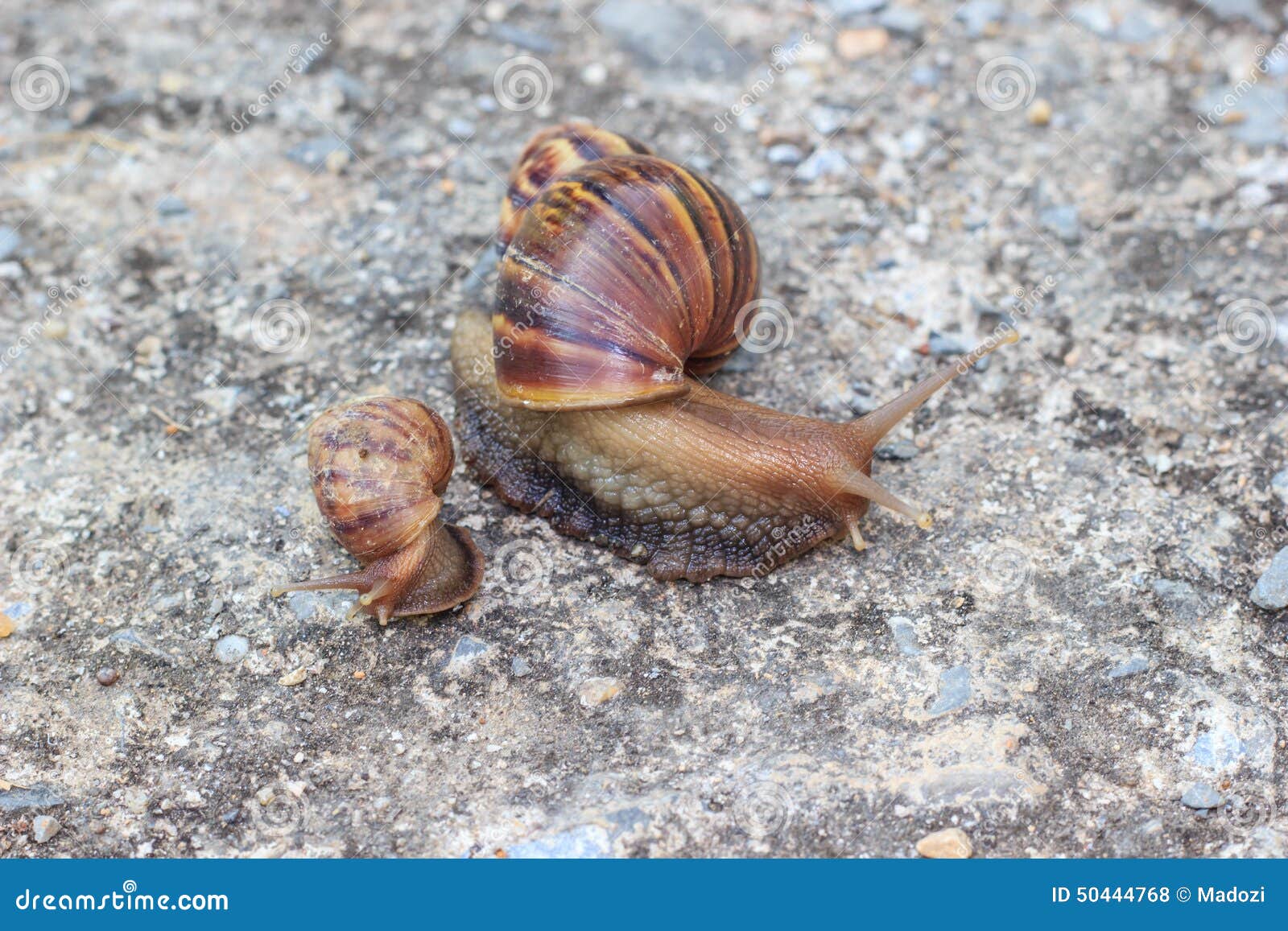 Slak stock foto. Image of bruin, antenne, kleverig, schuiven - 50444768