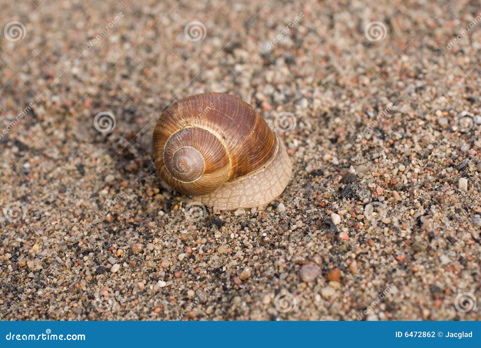 Slak Picture. Image: 6472862