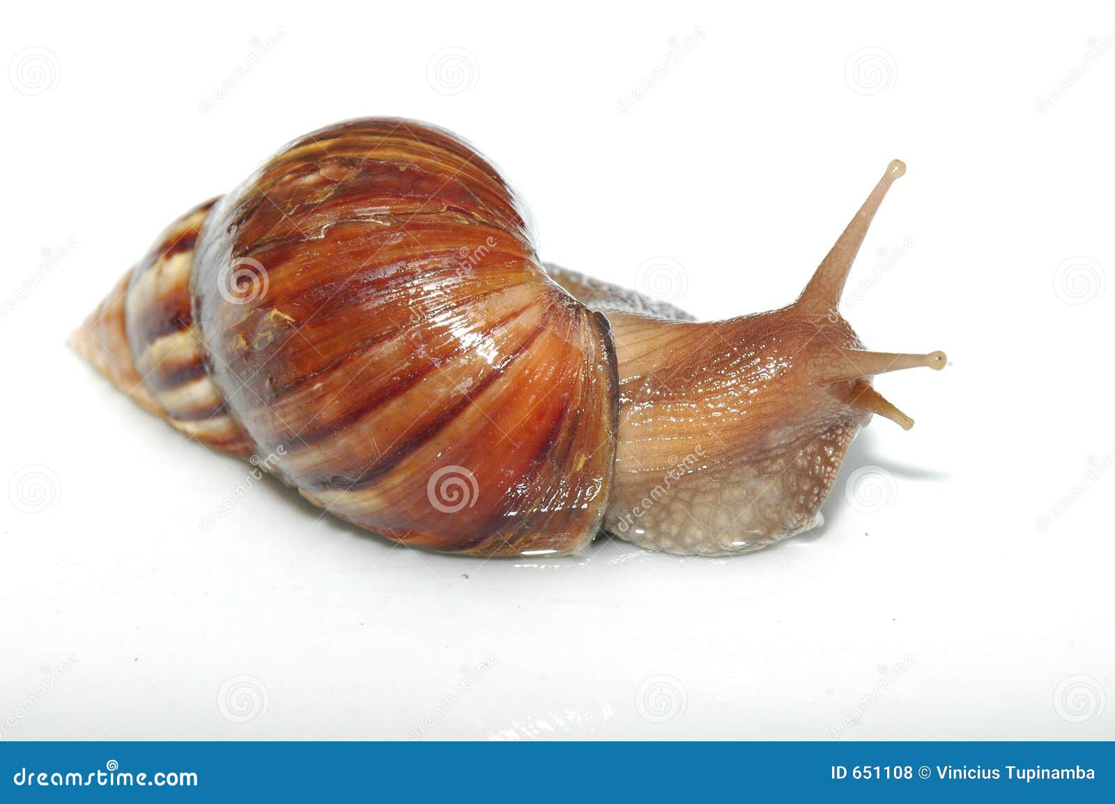 Slak stock foto. Image of gevoelig, nave, sturen, gastronomisch - 651108