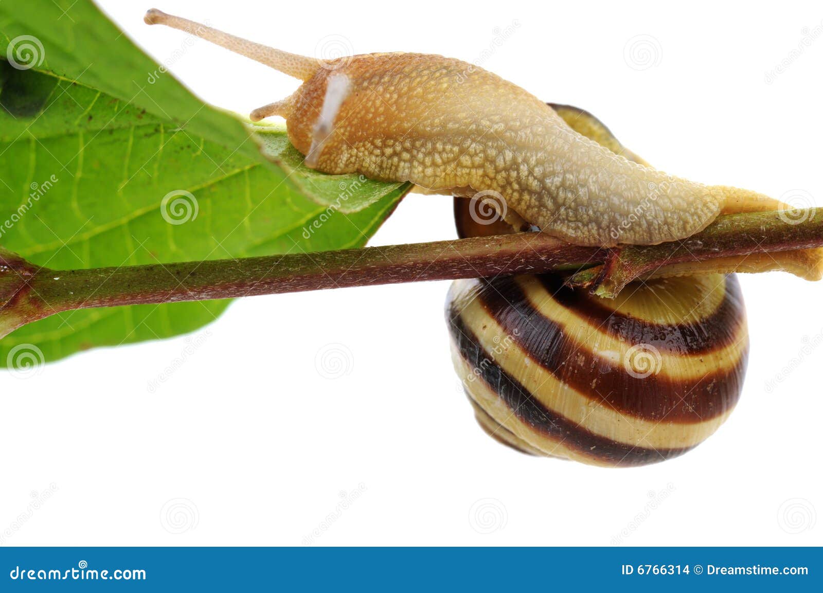 Slak stock foto. Image of langzaam, ongedierte, kruipen - 6766314