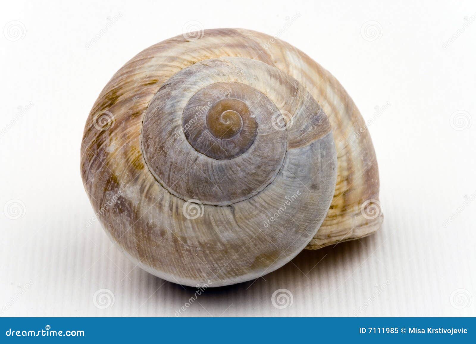 Slak stock afbeelding. Image of nave, tuin, achtergrond - 7111985